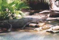 Gharial – reptile conservation